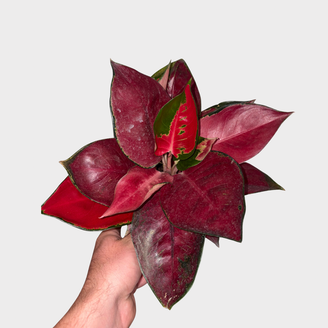 6" Aglaonema commutatum 'Star King Red'