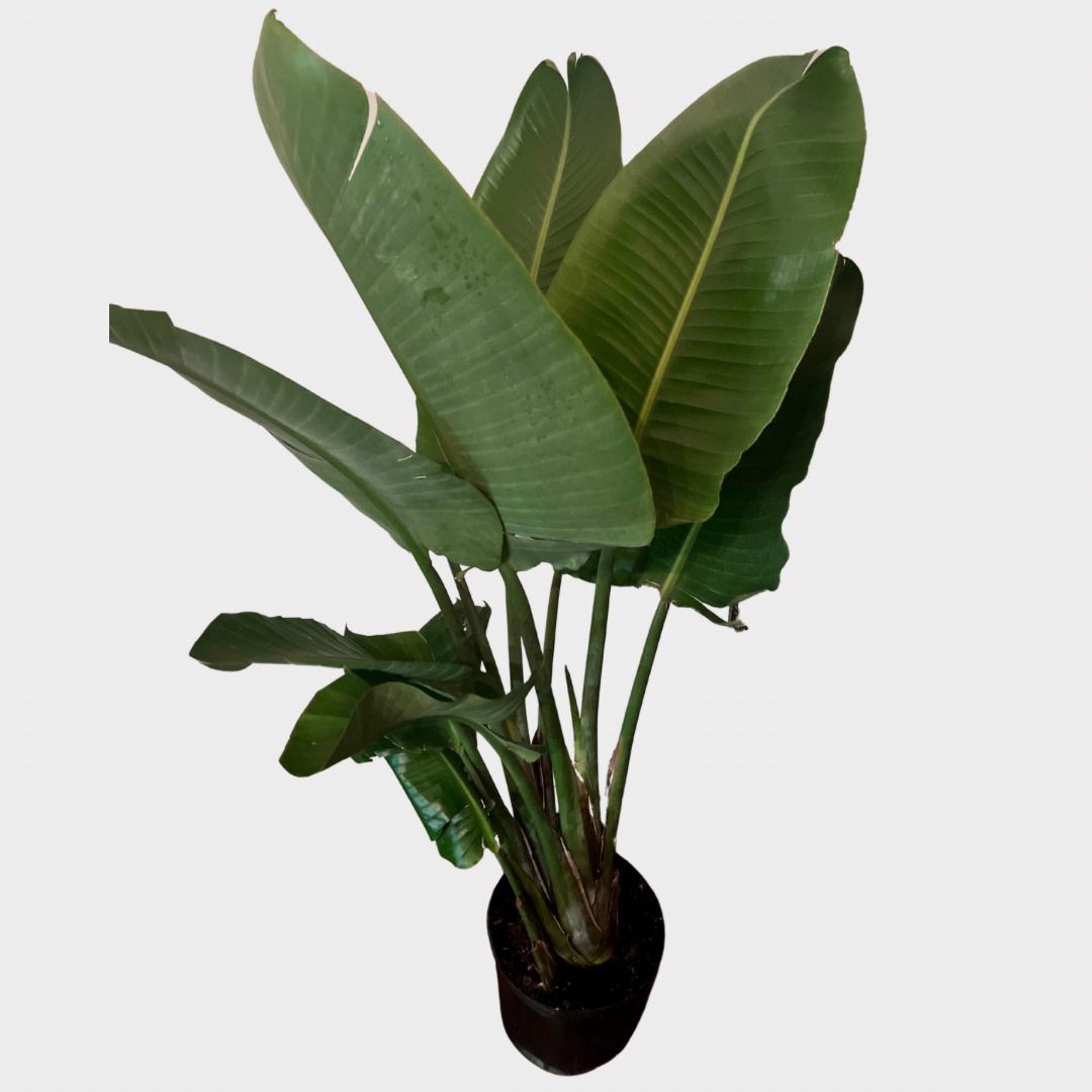Birds of Paradise 4.5-6 Feet Tall