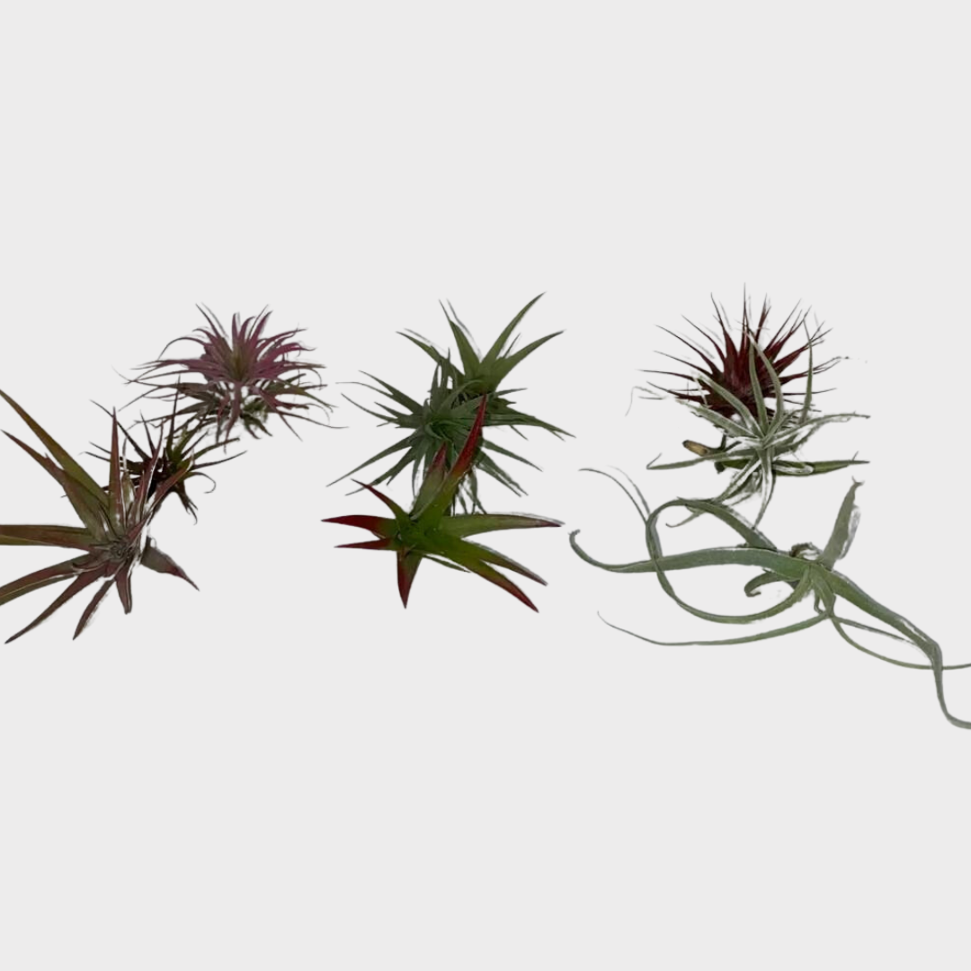 Airplants