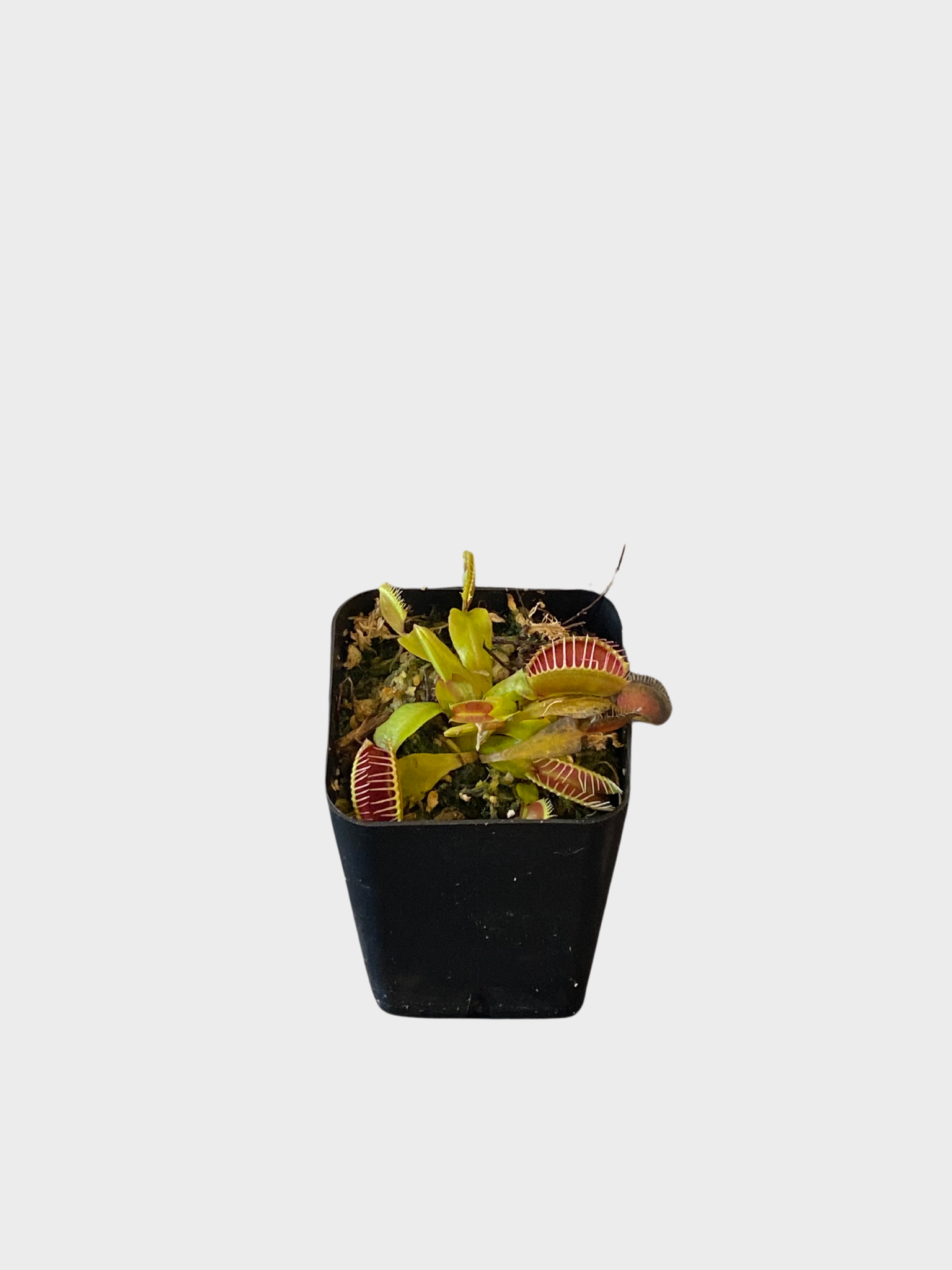 3" Venus Fly Trap | Sprout Calgary