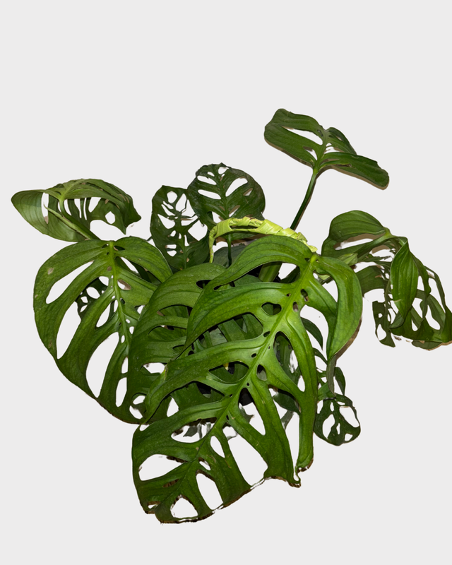 10" Monstera Esqueleto