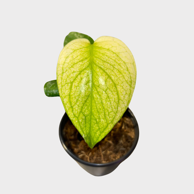 4" Monstera Mint