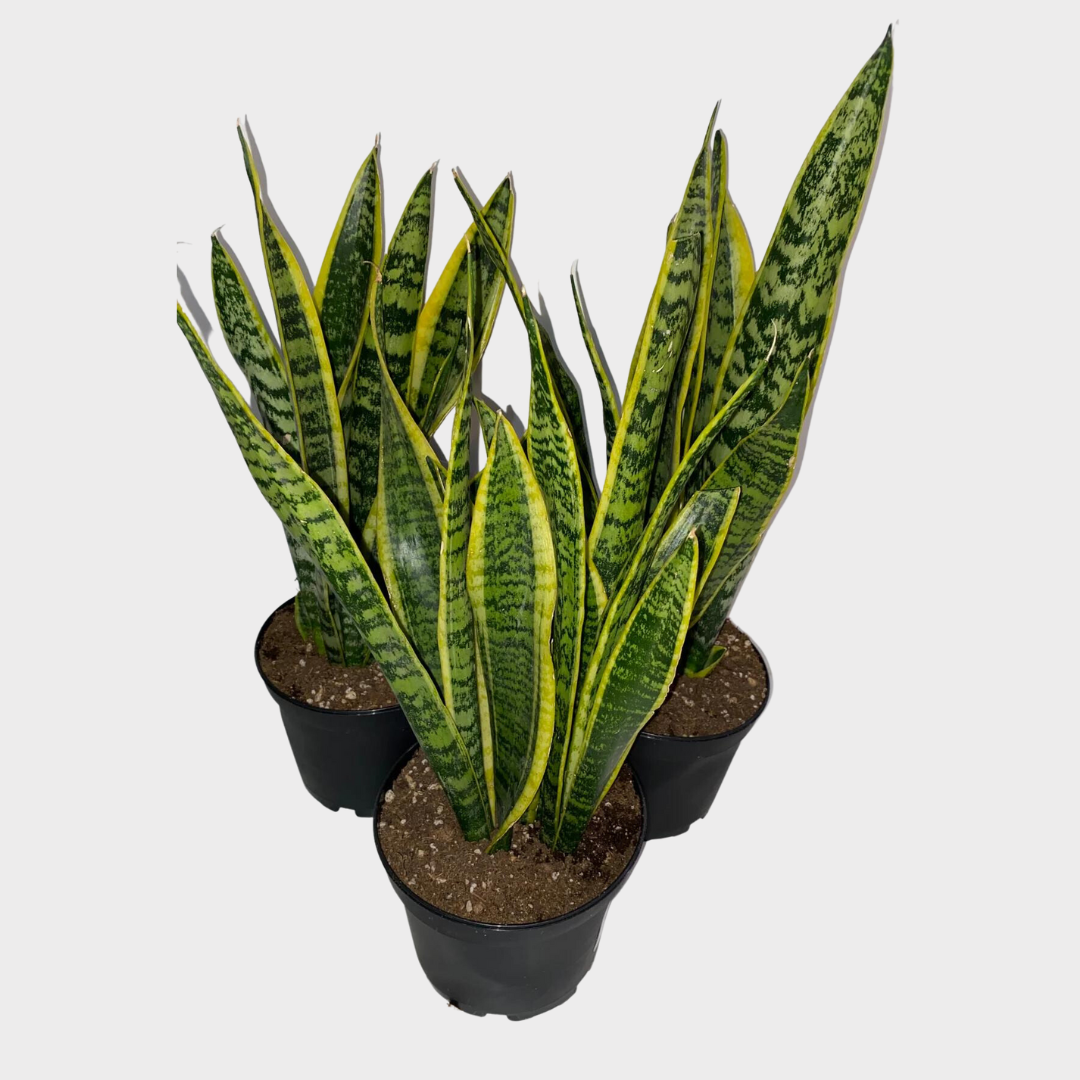 6" Snake Plant Variegated