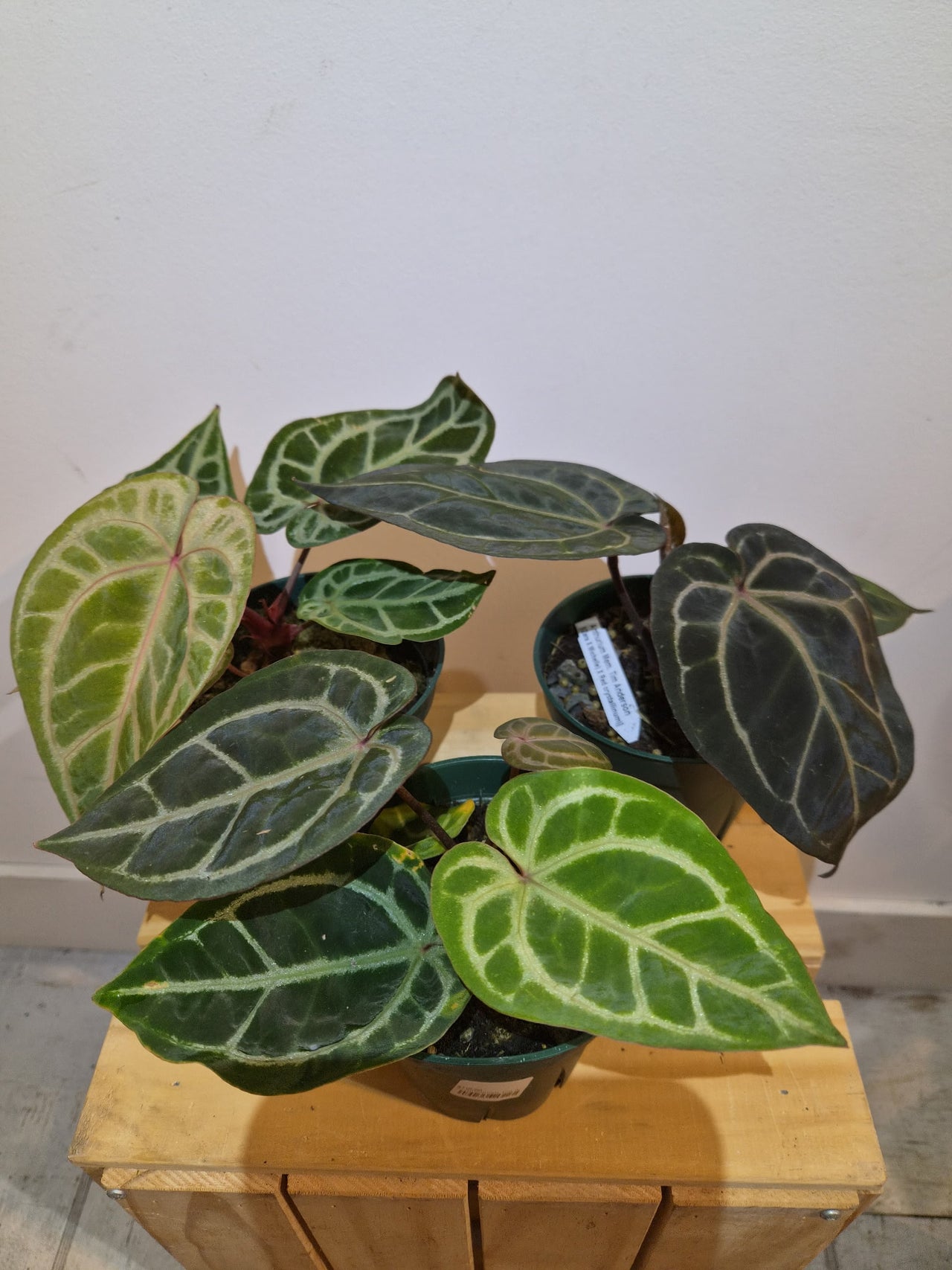 5" Anthurium Tim Anderson