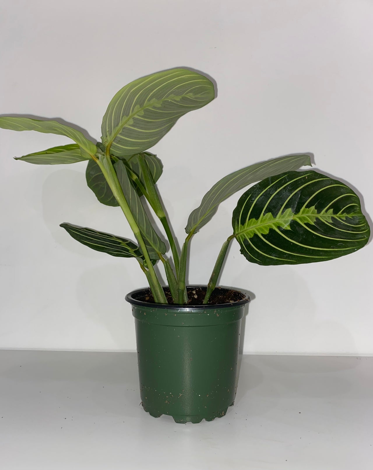 4" Maranta Lemon Prayer Plant