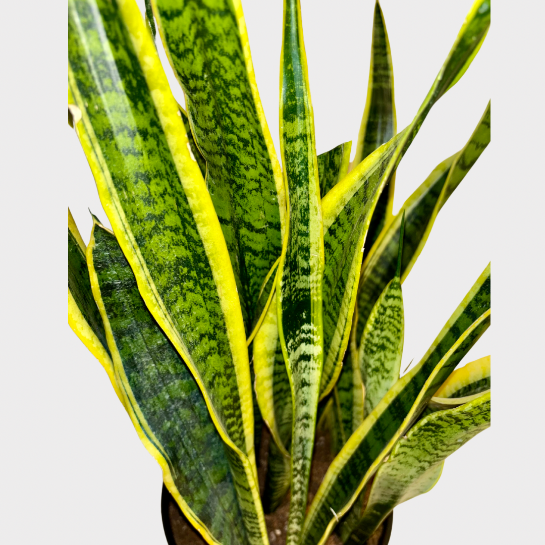 10" Snake Plant - Large Sansevieria 2-3 Feet Tall