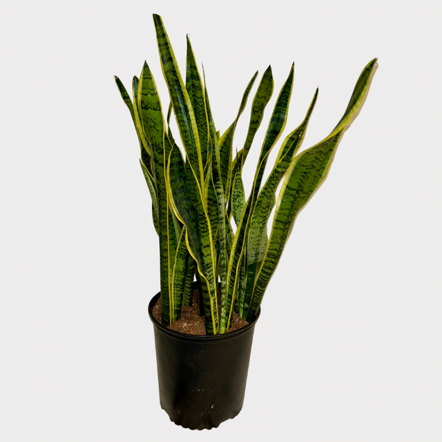 10" Snake Plant - Large Sansevieria 2-3 Feet Tall