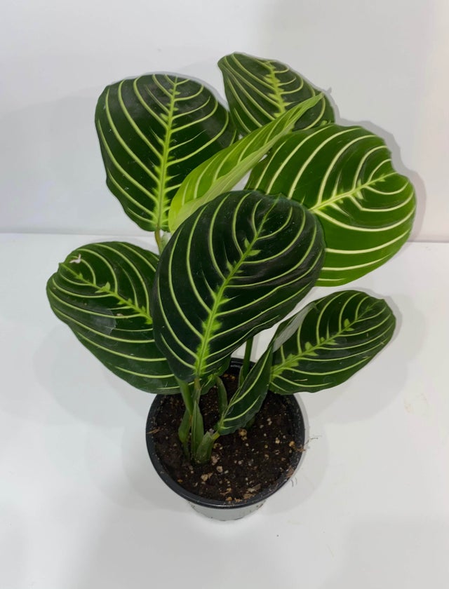 4" Maranta Lemon Prayer Plant