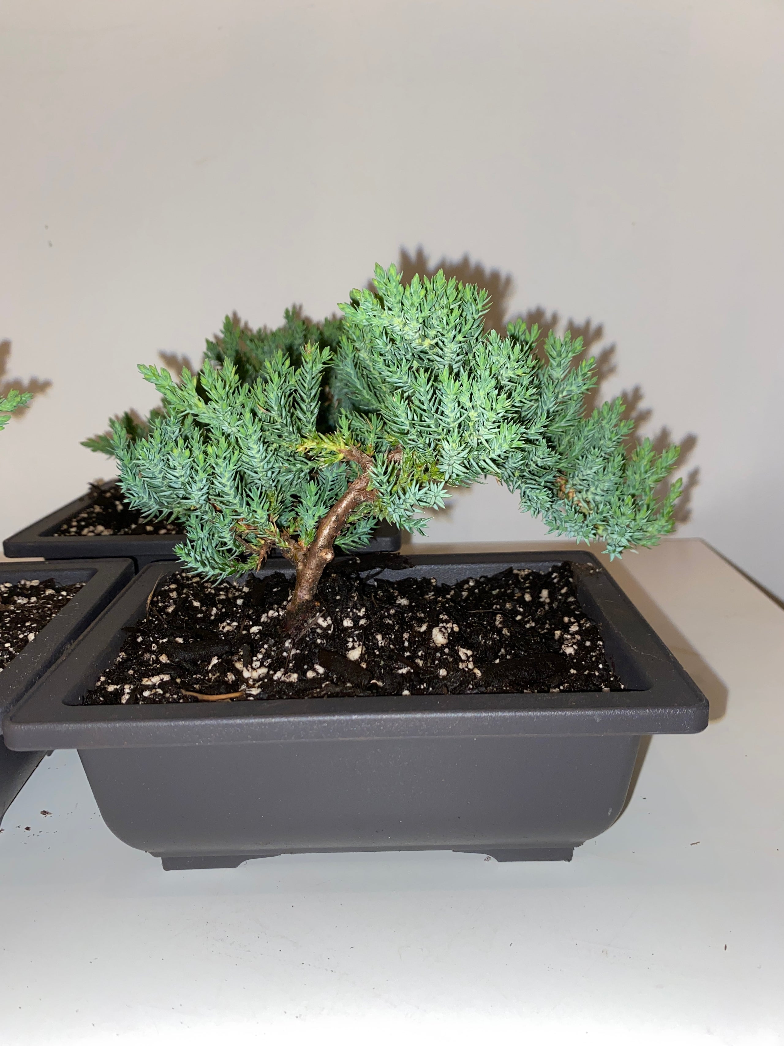 5" Japanese Juniper Bonsai