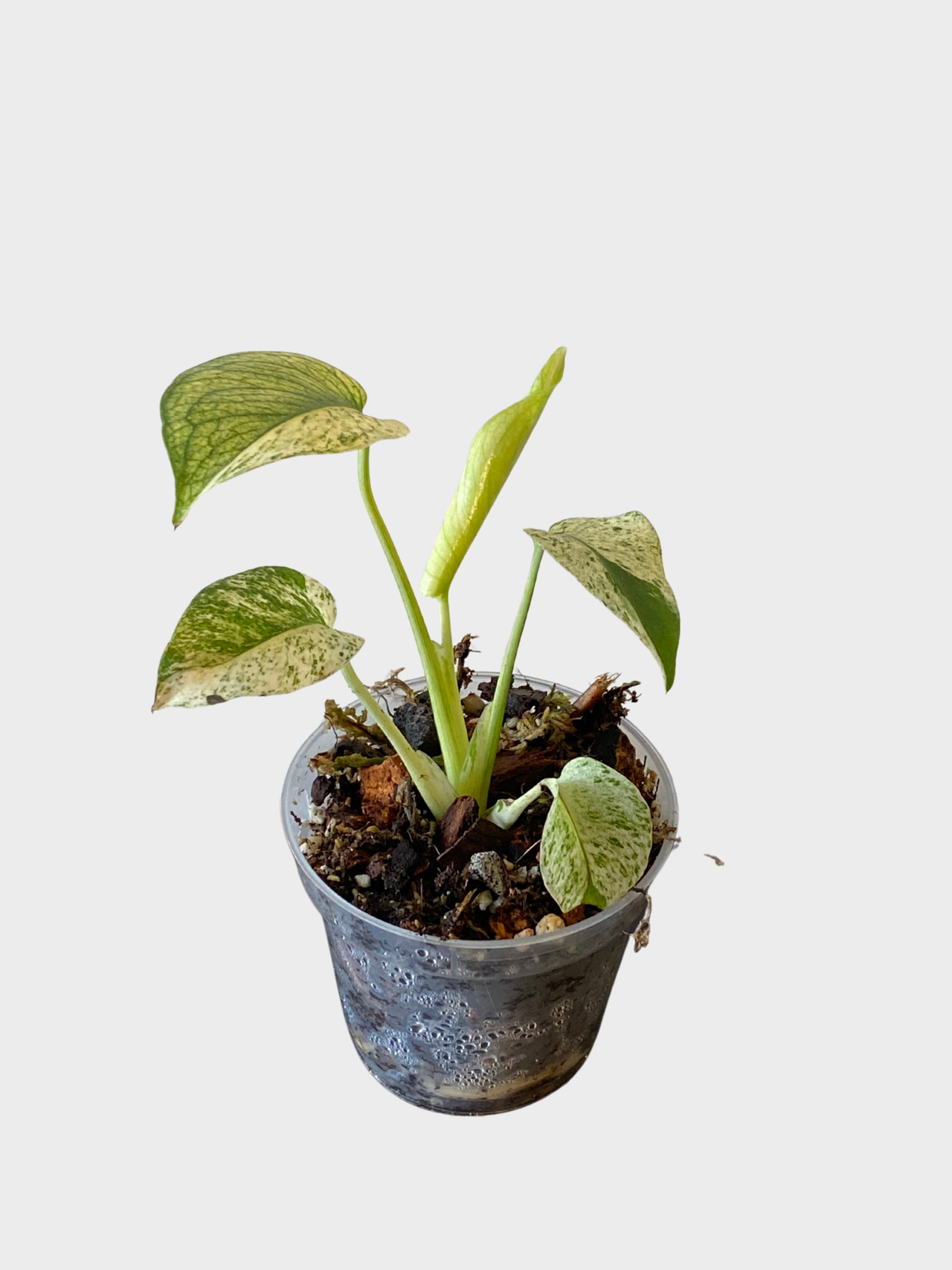 Office Plant Services