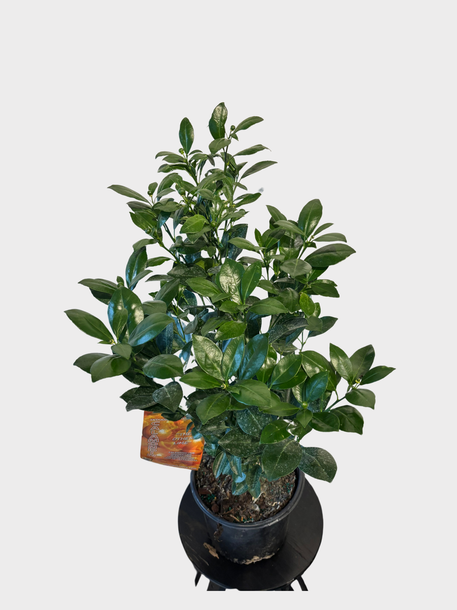 Calamondin Orange Tree in an 8" Pot | Sprout Calgary
