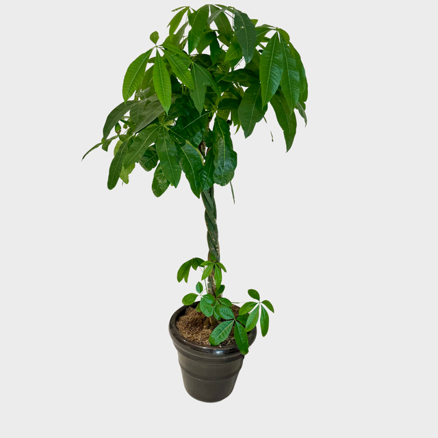 Money Tree 4-5 Feet Tall - 10" Pot
