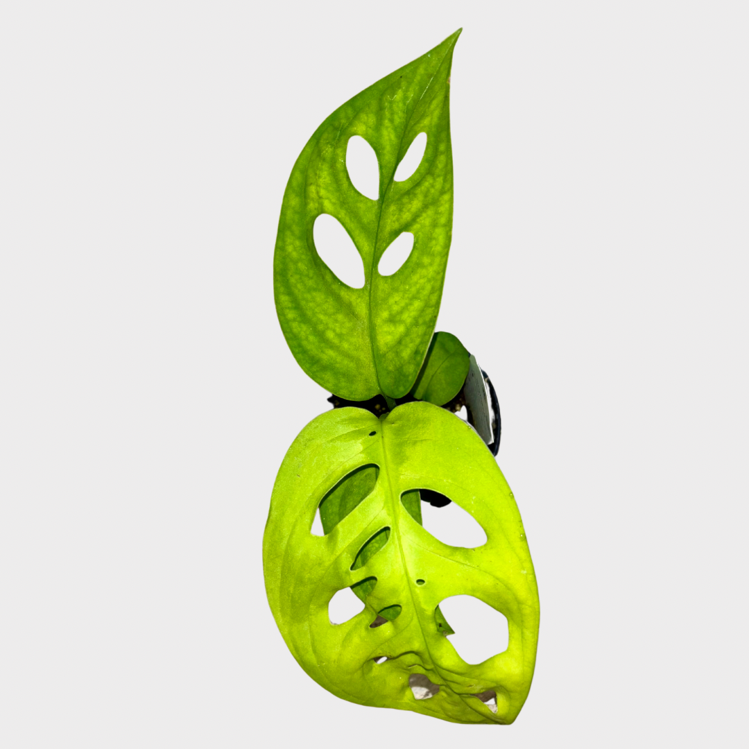 4” Monstera Epipremnoides 'Esqueleto'