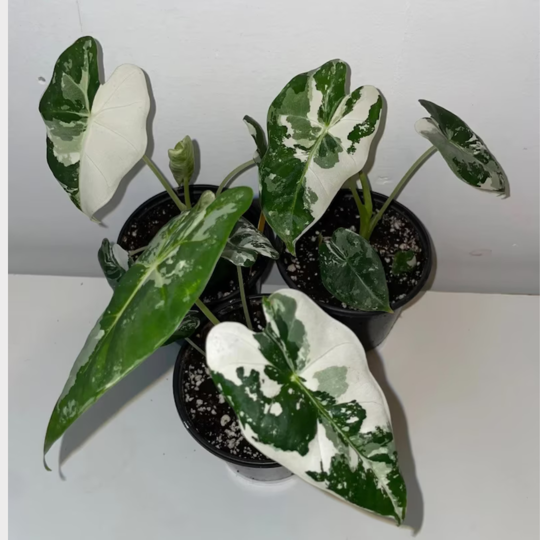 4" Alocasia Frydek Variegated