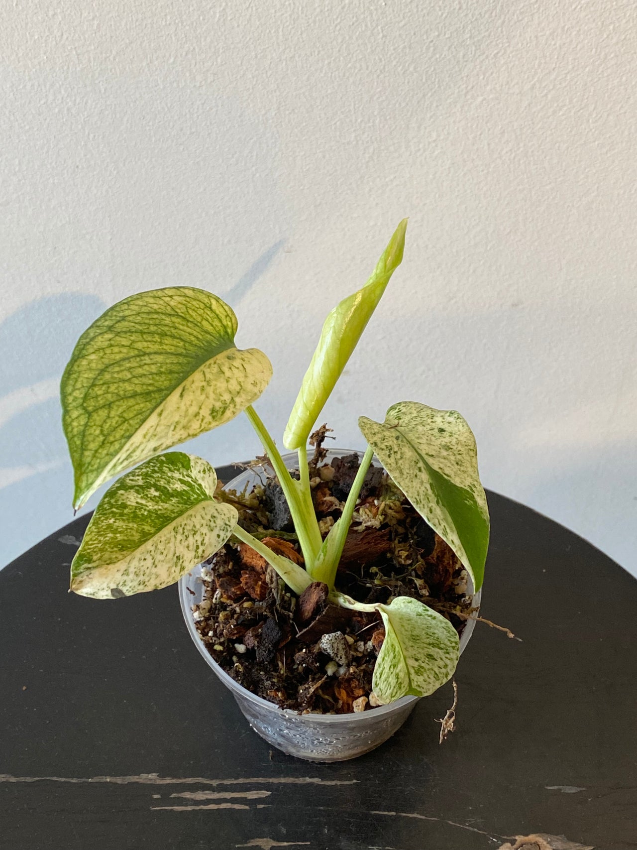 4" Monstera White Monster