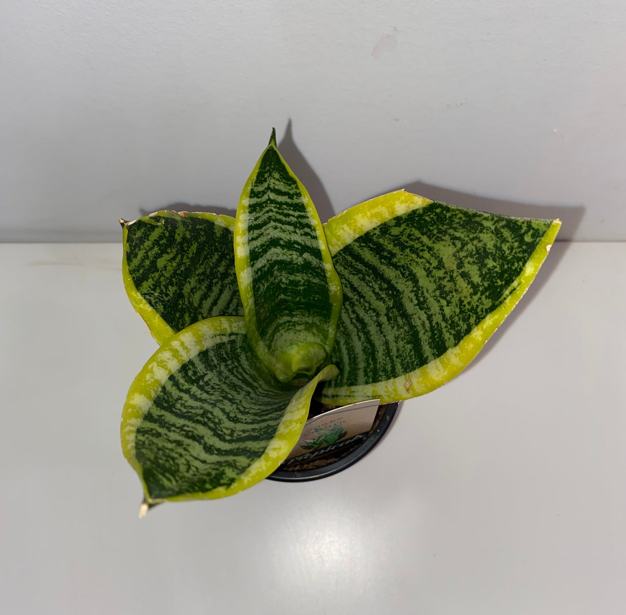 4" Variegated Snake Plant
