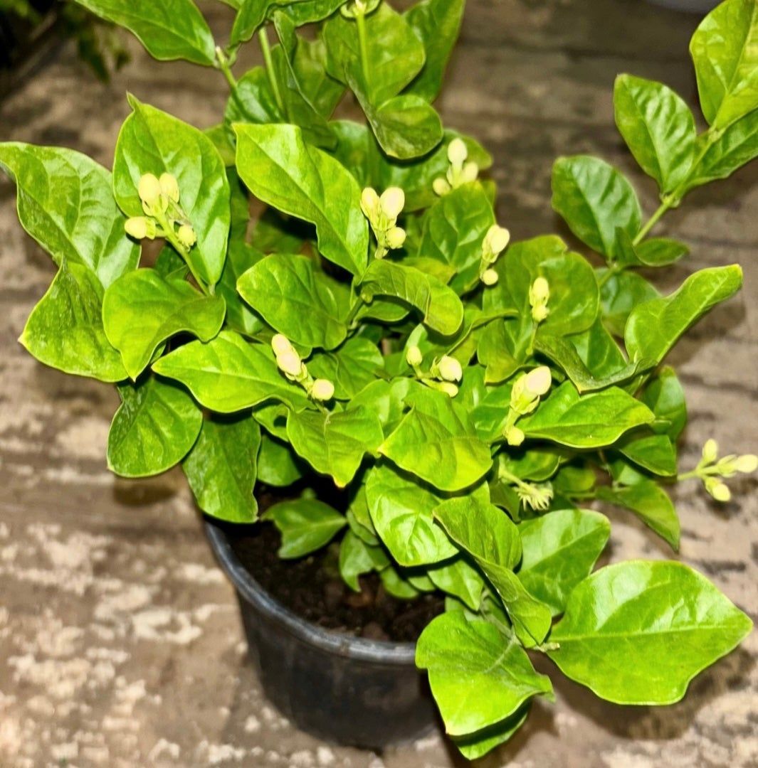 6" Jasmine Sambac