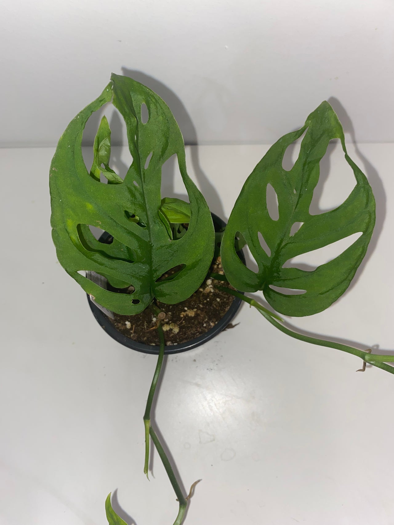 4” Monstera Adansonii - “Swiss Cheese”