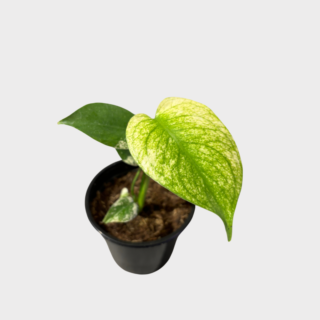 4" Monstera Mint