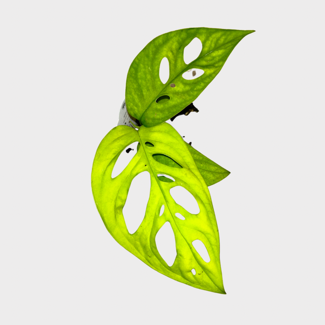 4” Monstera Epipremnoides 'Esqueleto'