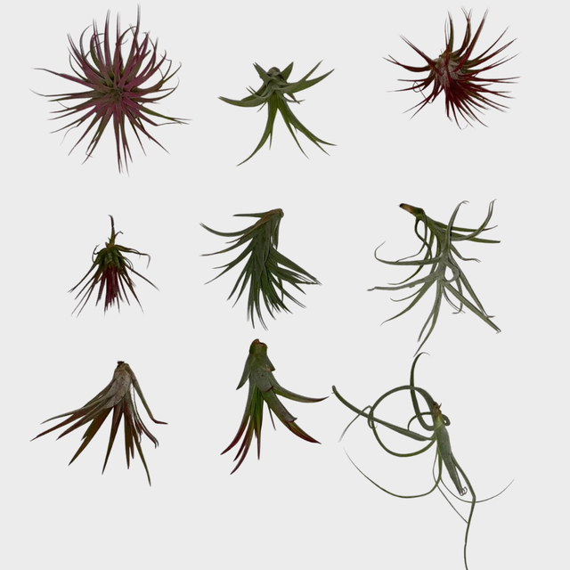 Airplants