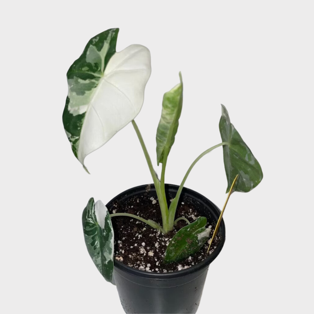 4" Alocasia Frydek Variegated