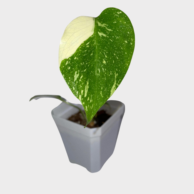 4” Monstera Thai Constellation