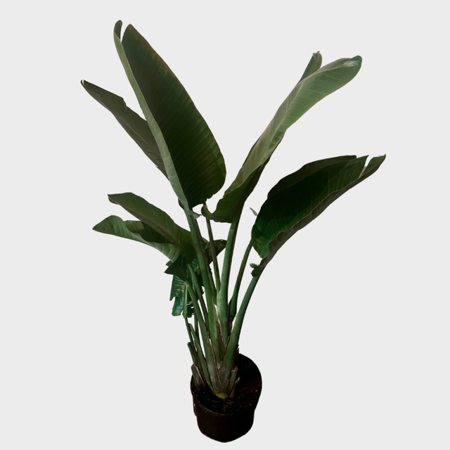 Birds of Paradise 5-6 Feet Tall