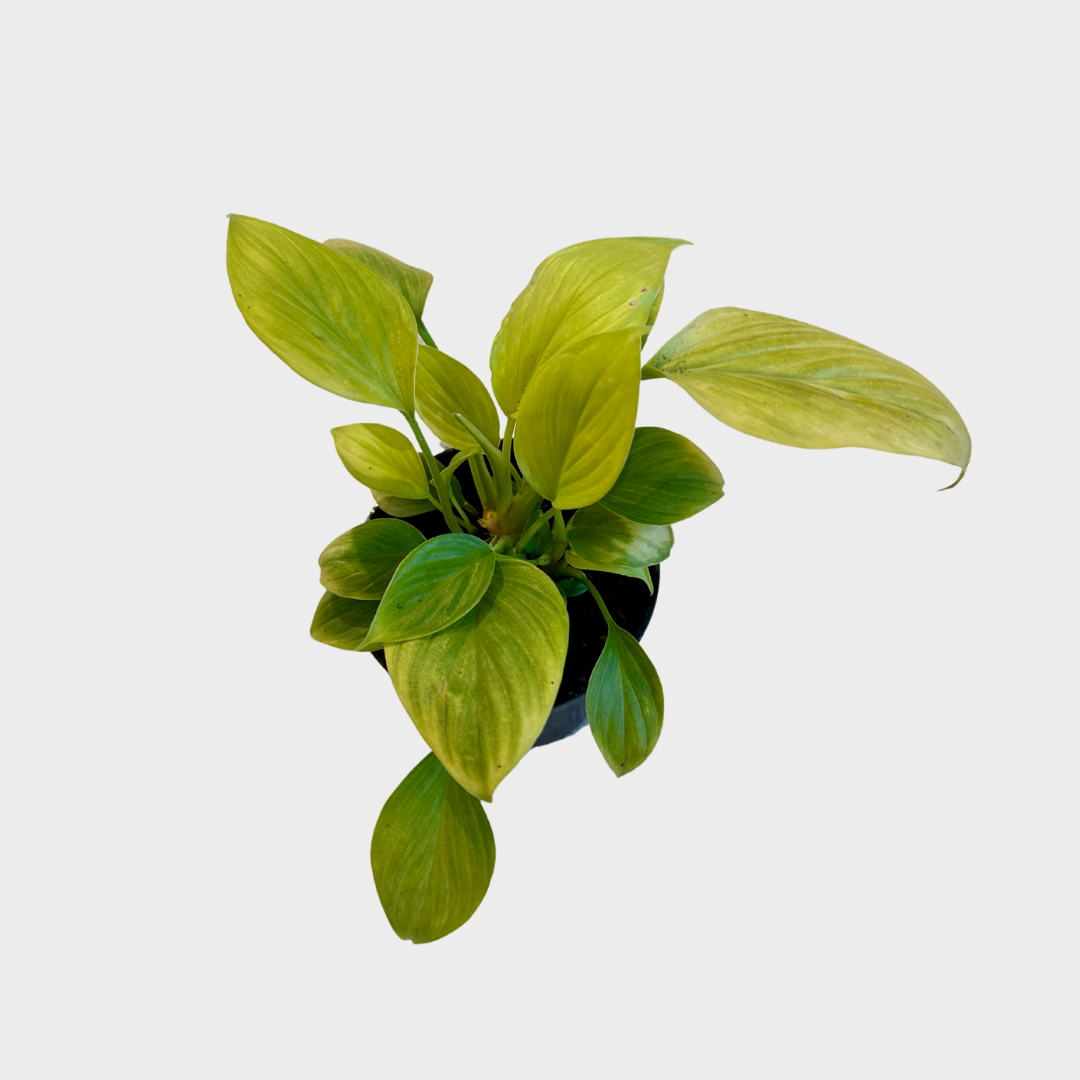 Homalomena Sunshine Gem