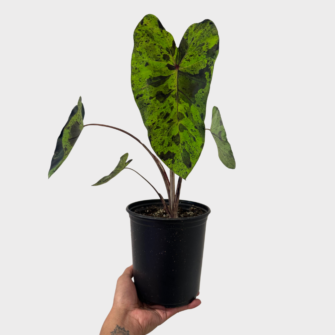 4" Colocasia Mojito