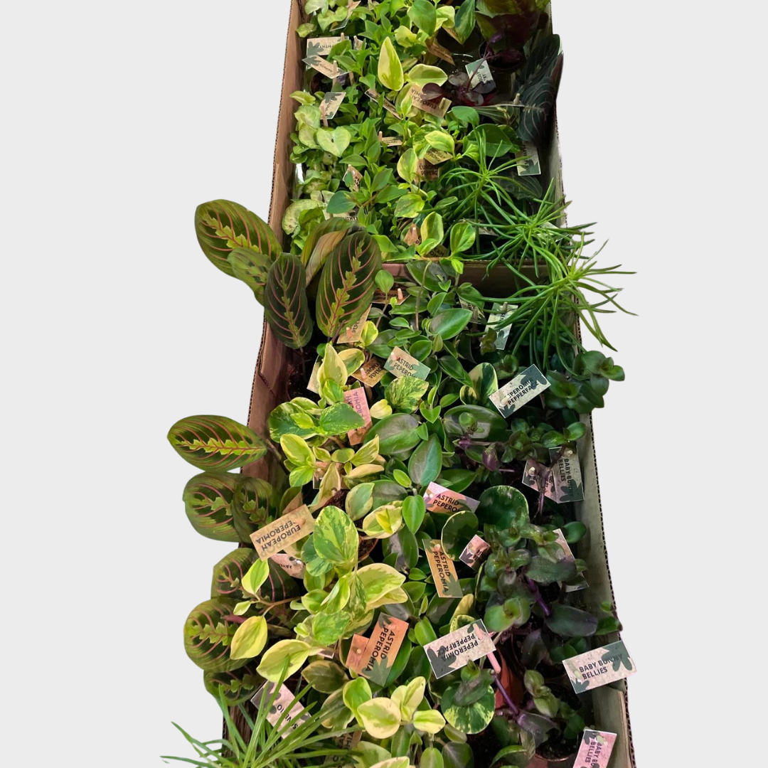 2.25" Assorted Tropicals