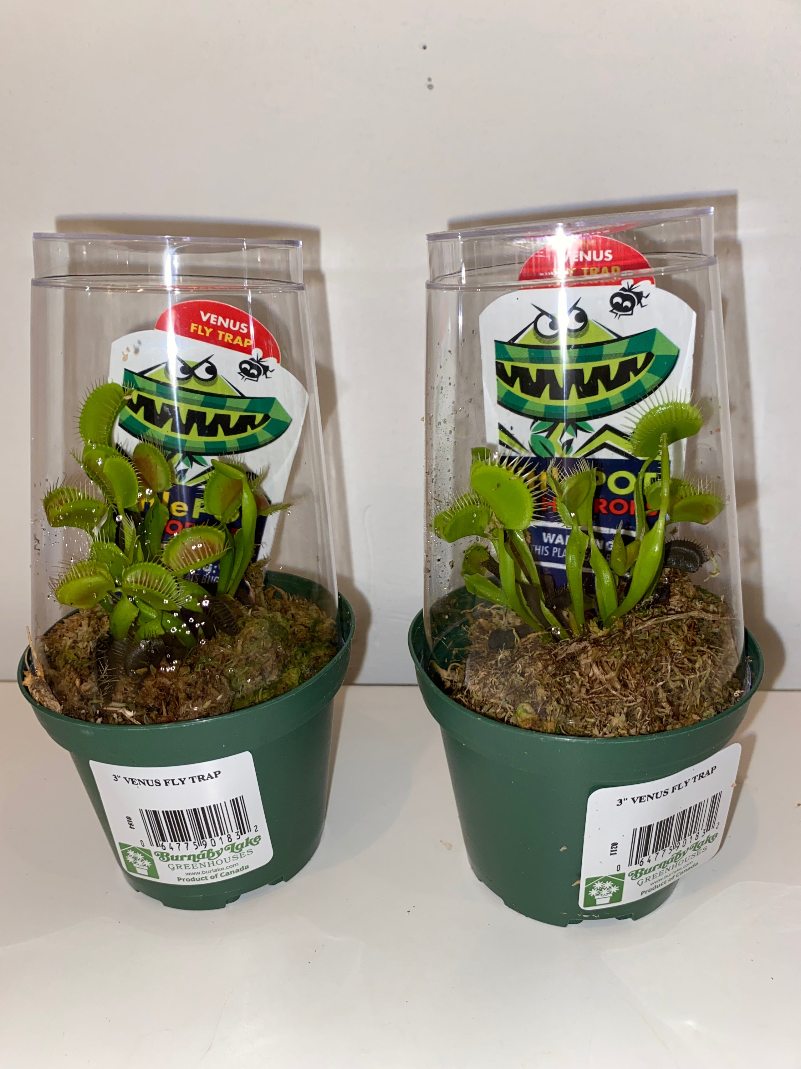 3" Venus Fly Trap | Sprout Calgary