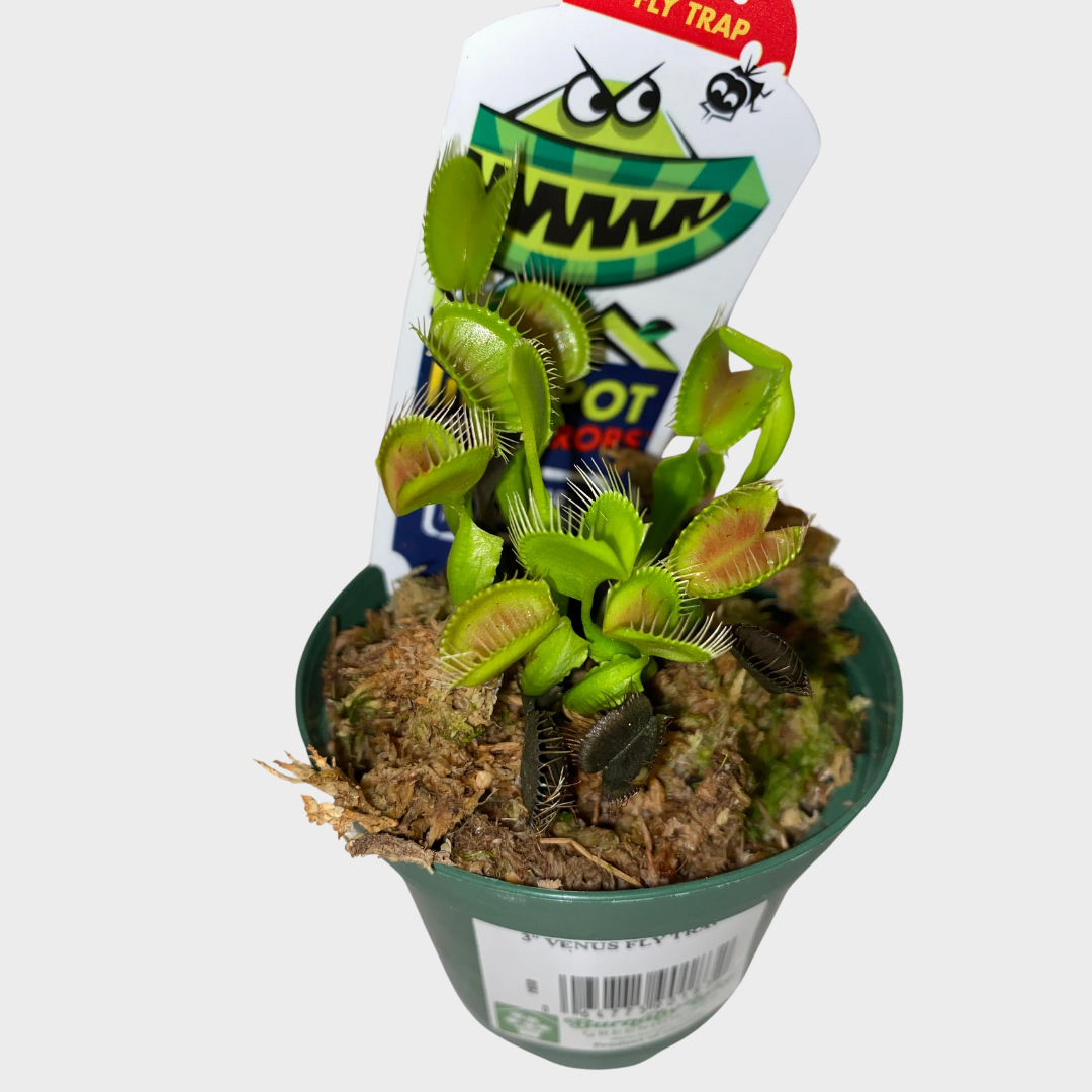3" Venus Fly Trap | Sprout Calgary