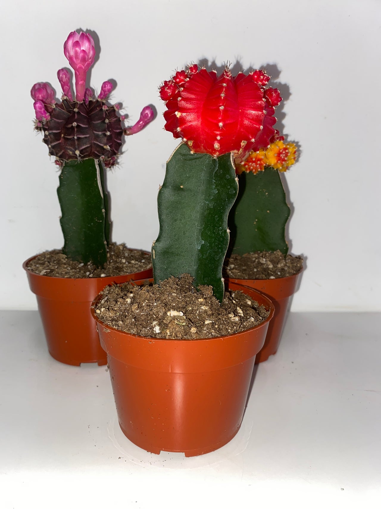 2.25” Grafted Cactus