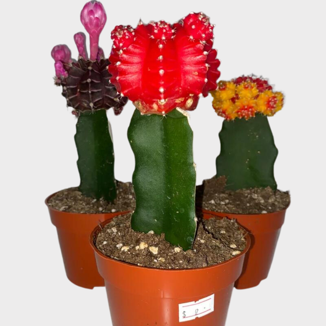 2.25” Grafted Cactus